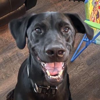 McWreath Dog Training & Boarding › Start your Dog Training Journey Today!