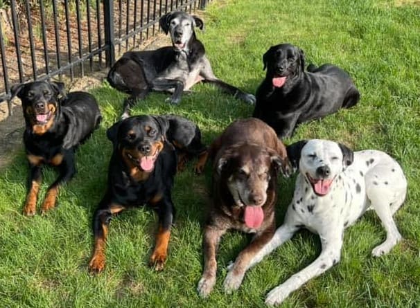 McWreath Dog Training › Transform Your Dog’s Behavior