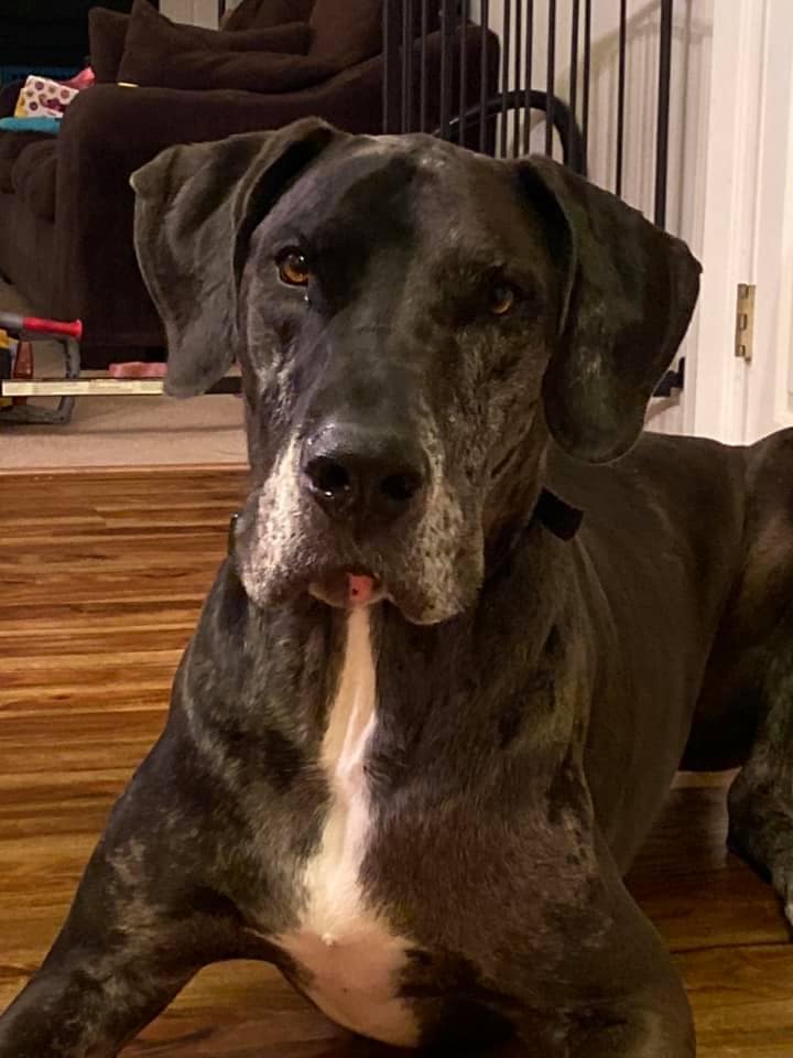 McWreath Dog Training › Transform Your Dog’s Behavior