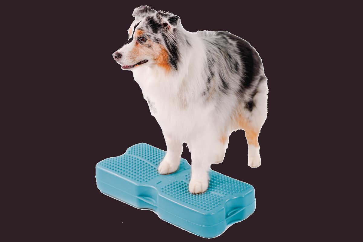 @McWreath HQ (Flexi-Class) › McWreath Dog Training